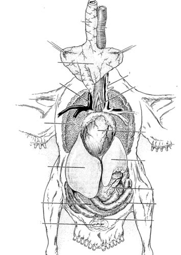 Orno Lab Flashcards Quizlet