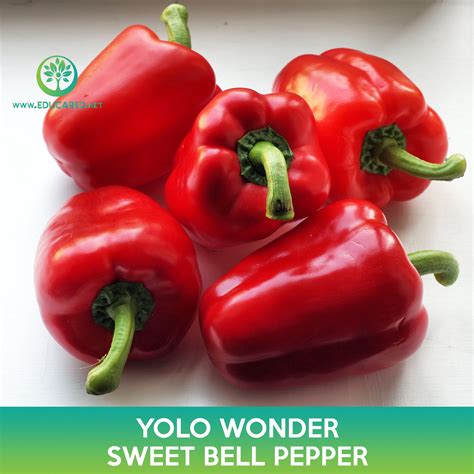 Yolo Wonder Sweet Bell Pepper Seeds Educared