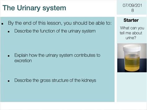 The Urinary System Complete Lesson Gcse 9 1 Teaching Resources