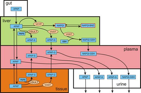 Acetaminophen Metabolism