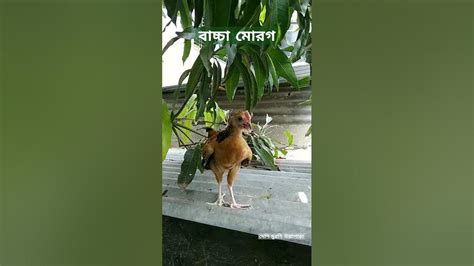 দেশিমুরগিপালন দেশিমুরগিরখামার দেশিমুরগি Shorts Youtube