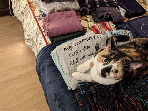 Heres My Cat Validating My Shirt Rcats