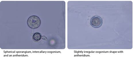 Measurements — Pythium — Department Of Plant Pathology And Environmental Microbiology
