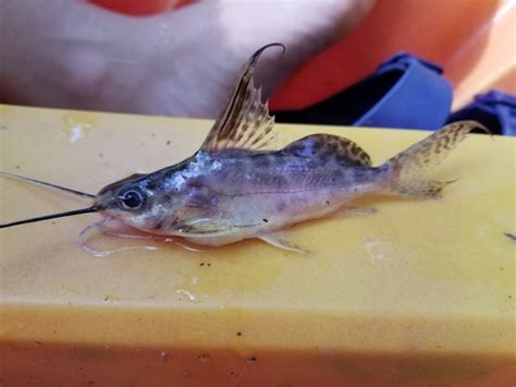 Synodontis Alberti · Inaturalist United Kingdom