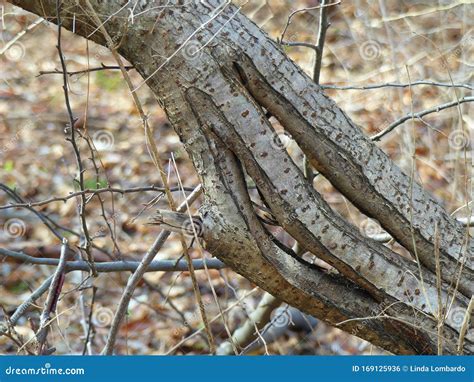 Tree Branch That Grew Into Three Branches And Then Grew Back Together Again Odd Growth Of A Tree