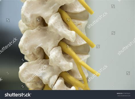 Closeup View Lumbar Spine Exiting Nerve Stock Photo Shutterstock