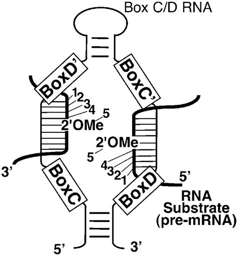 Schematic Representation Of The Base Pairing Interaction Of Box C D Download Scientific Diagram