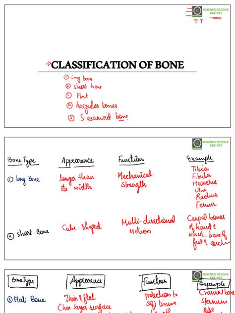 Classification Of Bone Pdf