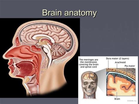 2 Brain Emergency Ppt