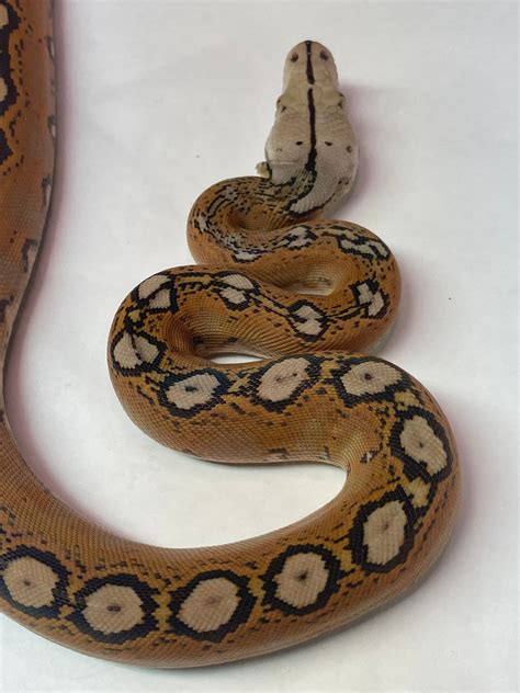 Mochino Motley Reticulated Python By Dna Slithers And Critters Morphmarket