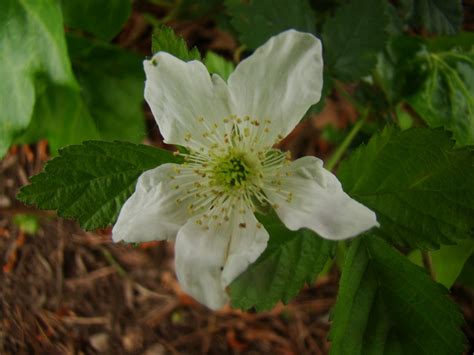 Magnoliopsida Flowering Plant Class