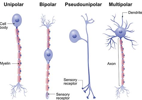 Neuron | Brief Introduction, Types & Functions