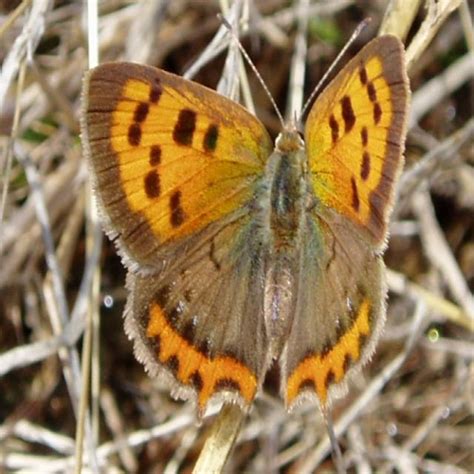 Paper Dataset Object Detection Dataset By Fasih