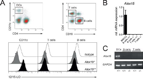 Figure 24 From The Role Of The Lipid Oxidizing Enzyme 12 15 Lipoxygenase As Regulator Of
