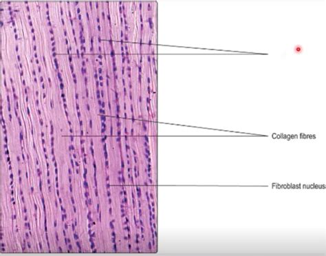 Connective Tissue Flashcards Quizlet