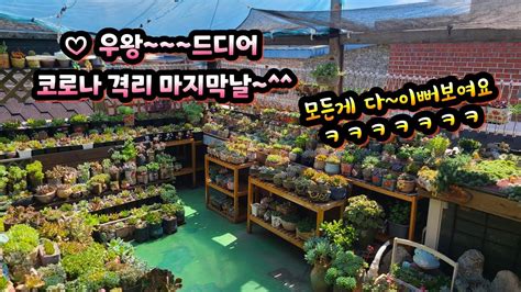 통실통실 예쁜 내사랑이들 ♥하늘정원에서 7일간격리의 행복한 추억을 안고 일상으로~고고~~옥상다육 다육코로나격리 Youtube