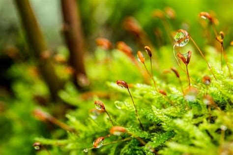 20 Types Of Moss To Consider For Your Next Garden Project