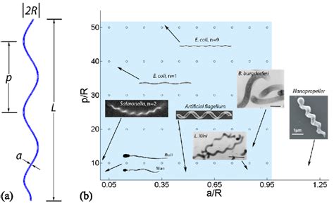 A Geometry For Helical Filament In Terms Of Filament Radius A Download Scientific Diagram