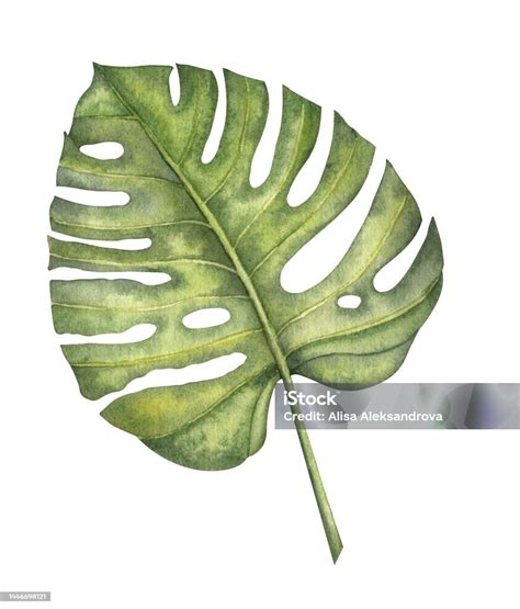 몬스 테라 그린 팜 리프 고립된 배경에 손으로 그린 이국적인 열대 식물 인사말 카드 또는 청첩장을위한 식물 그림 아이콘 또는