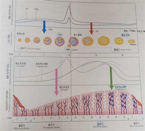 10 생식생리 남성생식기관 And 여성생식기관 네이버 블로그