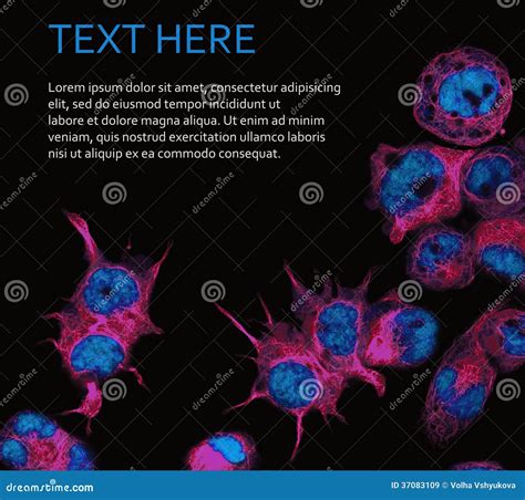 fluorescence microscope image of human cells undergoing mitosis stock