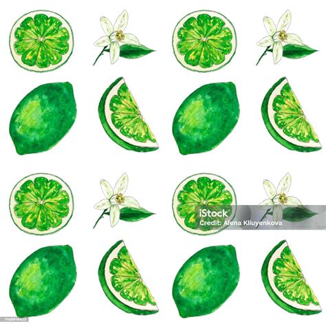 흰색 배경에 석회 조각의 수채화 매끄러운 패턴 식물 스타일로 손으로 그려진 휴일 결혼식 및 음식 디자인에 사용 직물 섬유 벽지 의류 침구를 위한 감귤류 열대 과일 디지털