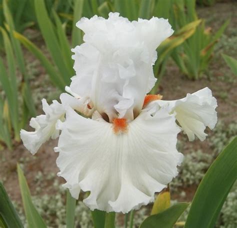 2025 Introductions Keith Keppel Iris