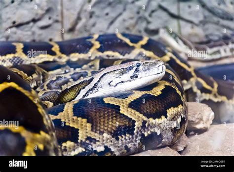 Python Head In The Midst Of Stones Stock Photo Alamy