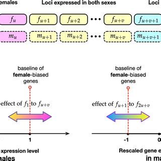 A Mechanism I Of How Controllers Determine The Expression Level Of Download Scientific