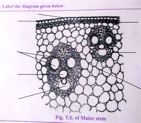 Solved Label The Diagram Given Below Label The Diagram Given Below Fig Ts Of Maize Stem