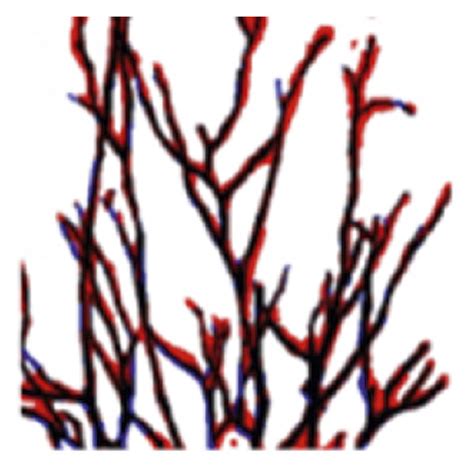 Examples Of Results Obtained By Segmentation Of Sample Images Using Download Scientific Diagram