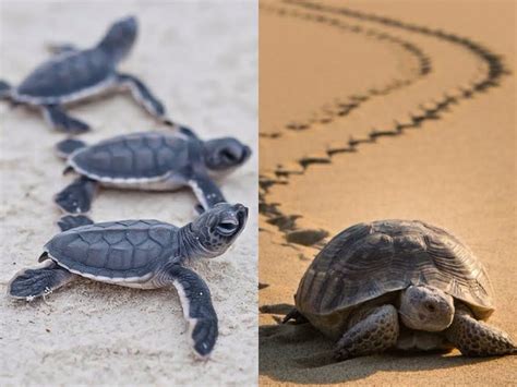 What Is The Difference Between Turtle And Tortoise Turtle Vs Tortoise