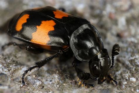 Although The Male Doesnt Exactly Die Its Not Much Of A Life Either