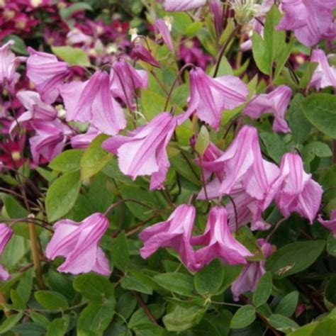 클레마티스 나은식물원