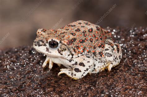 Red Spotted Toad Stock Image F0313922 Science Photo Library
