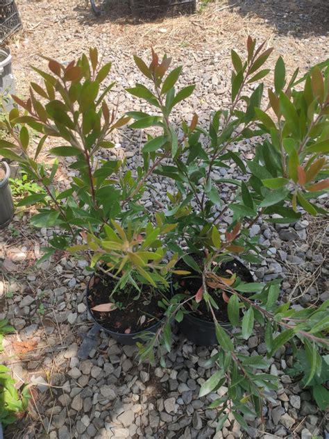 ანა ანა კოწახური დეკორატიული 30 ლარი ყინვაგამძლე Facebook