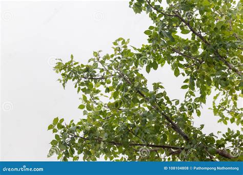Wind Blown Tree Before Rain Stock Photo Image Of Countryside Hiking
