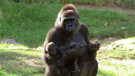 Comunicación Innata Los Humanos Pueden Entender A Los Simios Aunque No Los Conozcan Infobae