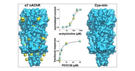 Acetylcholine Receptor Structure