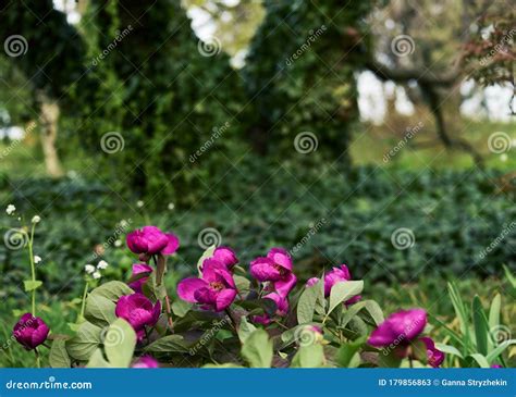 Pieces Of Polyethylene On The Branches Of Flowering Trees Stock Image
