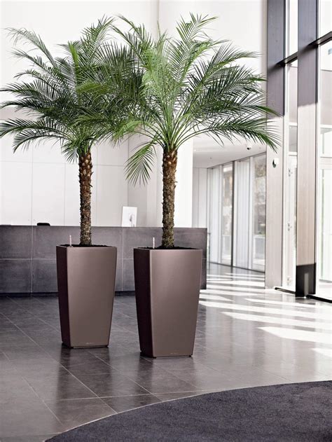 Финикова палма правила за трансплантация и отглеждане у дома 90 снимка