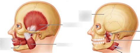 Mastication Diagram Quizlet