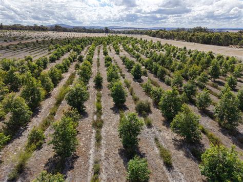 Calculated Offset By Tonne Carbon Positive Australia