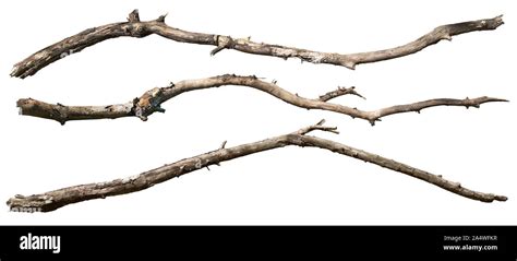 Cutout Broken Branches Dry Tree Branch Isolated On White Background