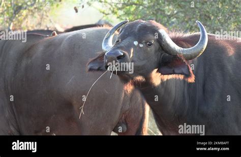 Chew Straw Stock Videos Footage HD And 4K Video Clips Alamy