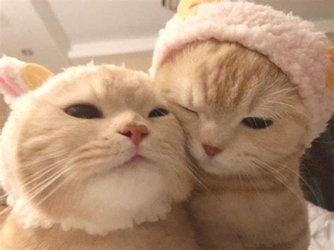 인스타 커플 프사 추천이여 지식in