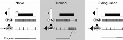 A Schematic Representation Of The Event Hypothesized To Mediate The Download Scientific Diagram