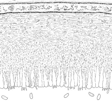 Section Through The Basidiome And Substrate Note The Clavate Cystidium