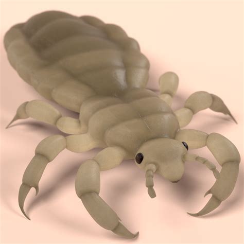 Lice Set 3d Model
