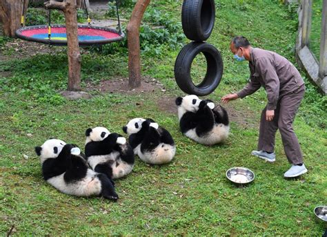 What Is A Group Of Pandas Called
